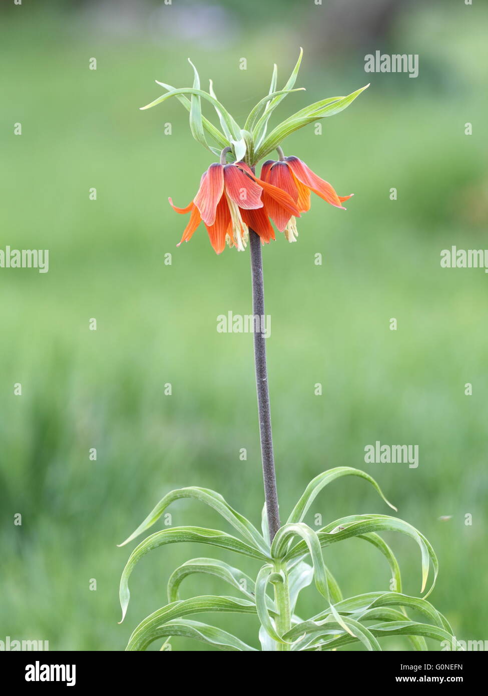Crown imperial lily hi-res stock photography and images - Alamy