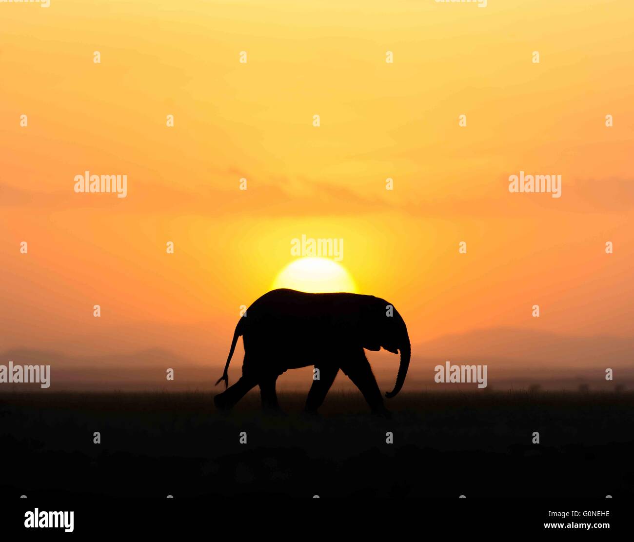 Elephant sun hi-res stock photography and images - Alamy