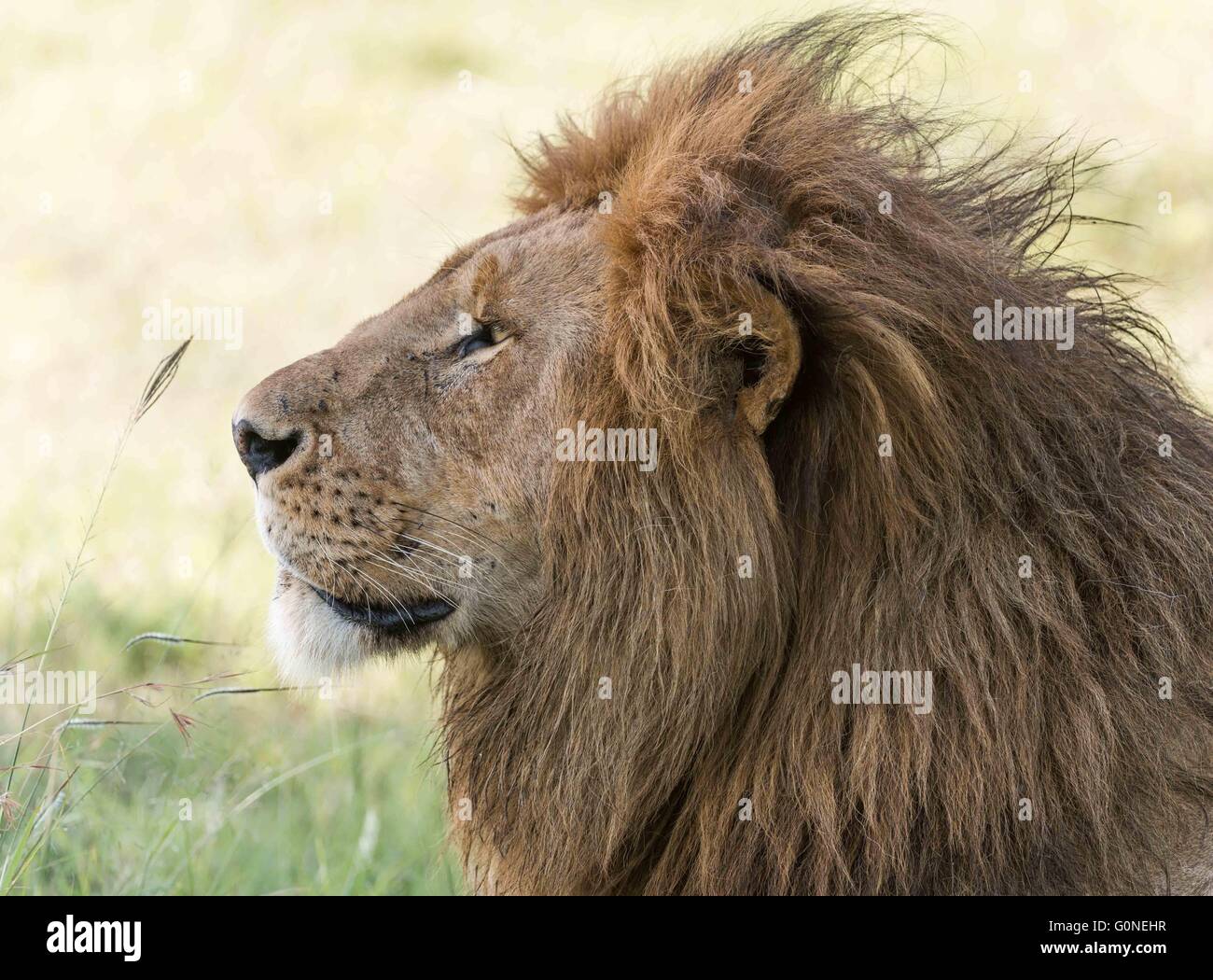 Lion portrait on safari Stock Photo - Alamy
