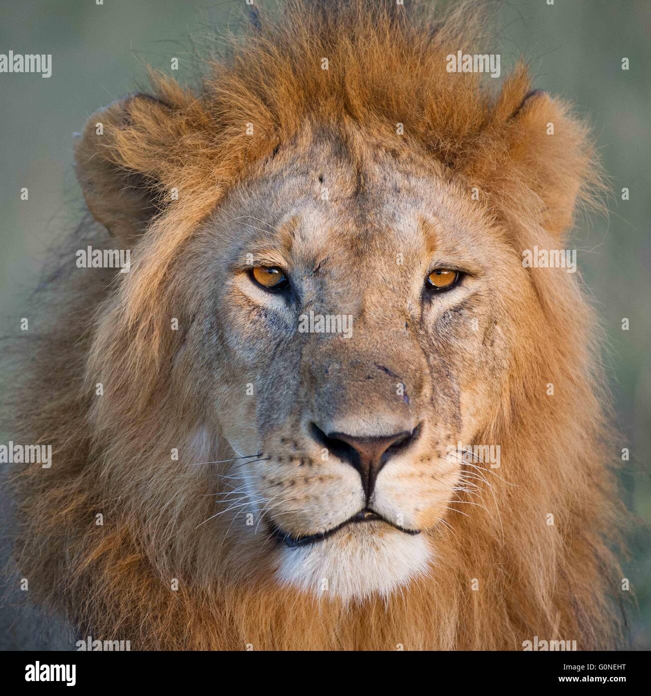 Portrait of male lion Stock Photo - Alamy