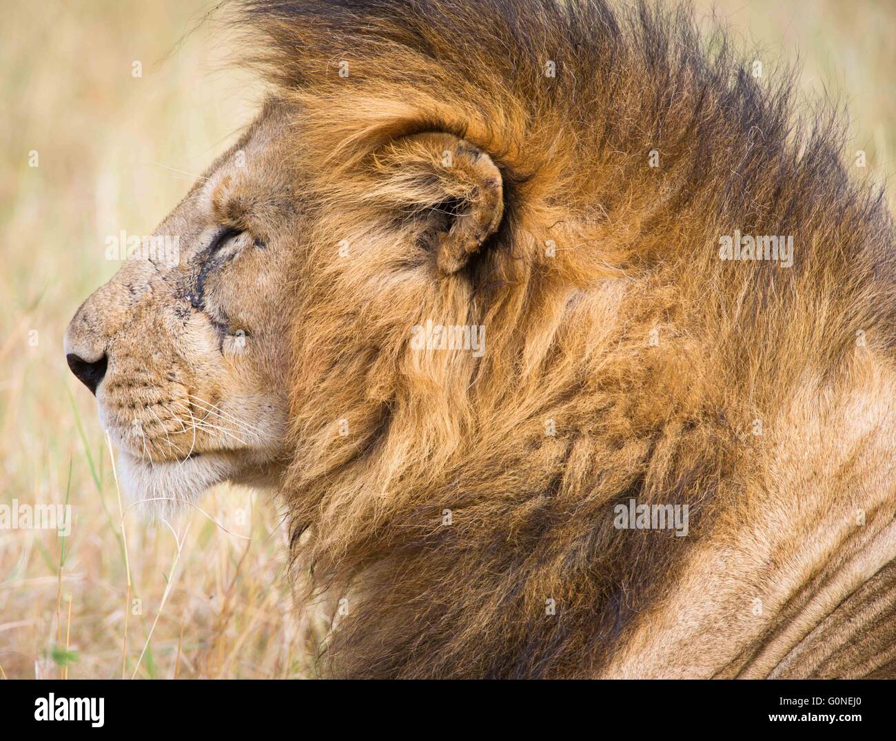 Portrait of male lion Stock Photo - Alamy
