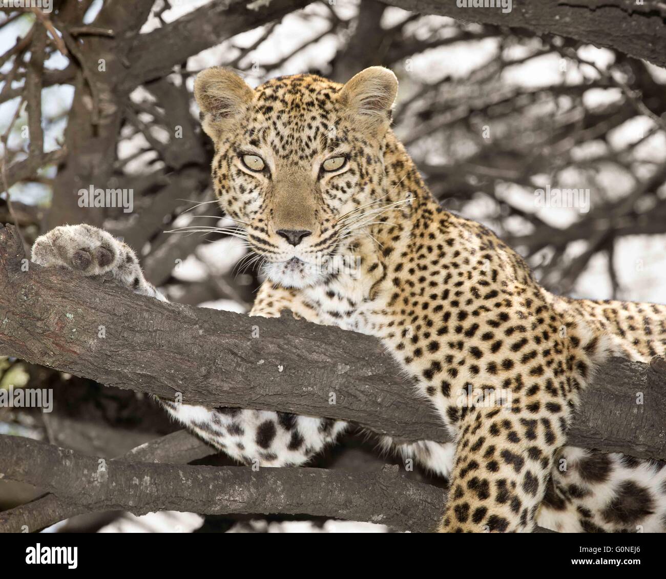 Leopard tree hi-res stock photography and images - Alamy