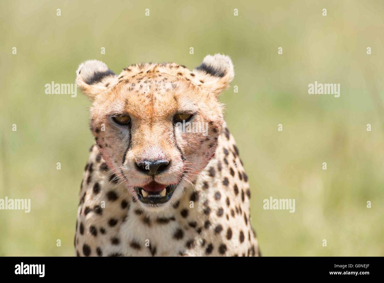 Portrait of cheetah Stock Photo - Alamy