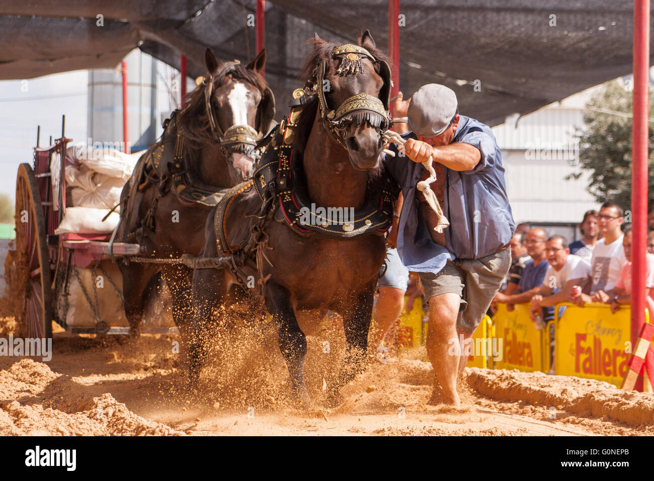Draft horse competition hi-res stock photography and images - Alamy
