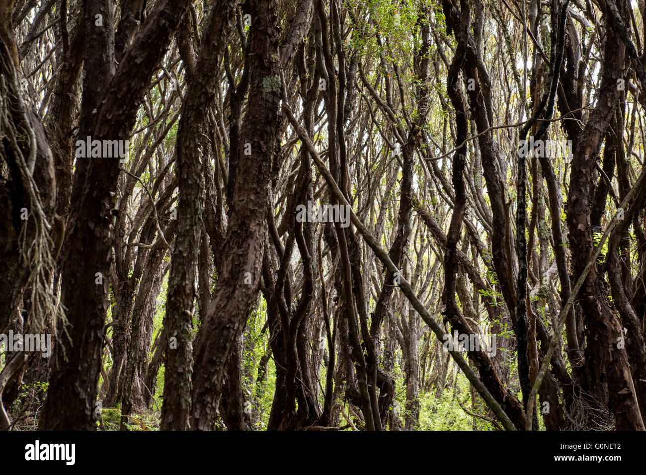 Rata tree hi-res stock photography and images - Alamy
