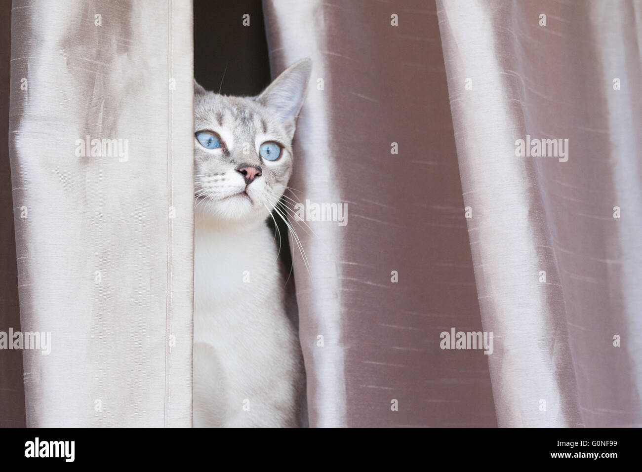 Horizontal view of feline head squeezed between beige curtains looking ...