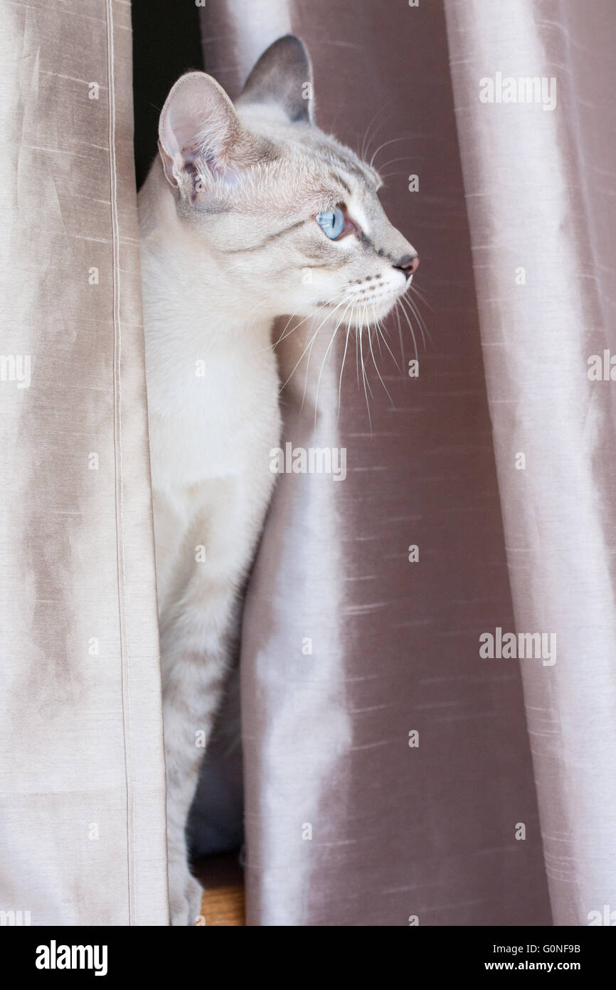 Feline head and body outside beige curtains looking out Stock Photo - Alamy