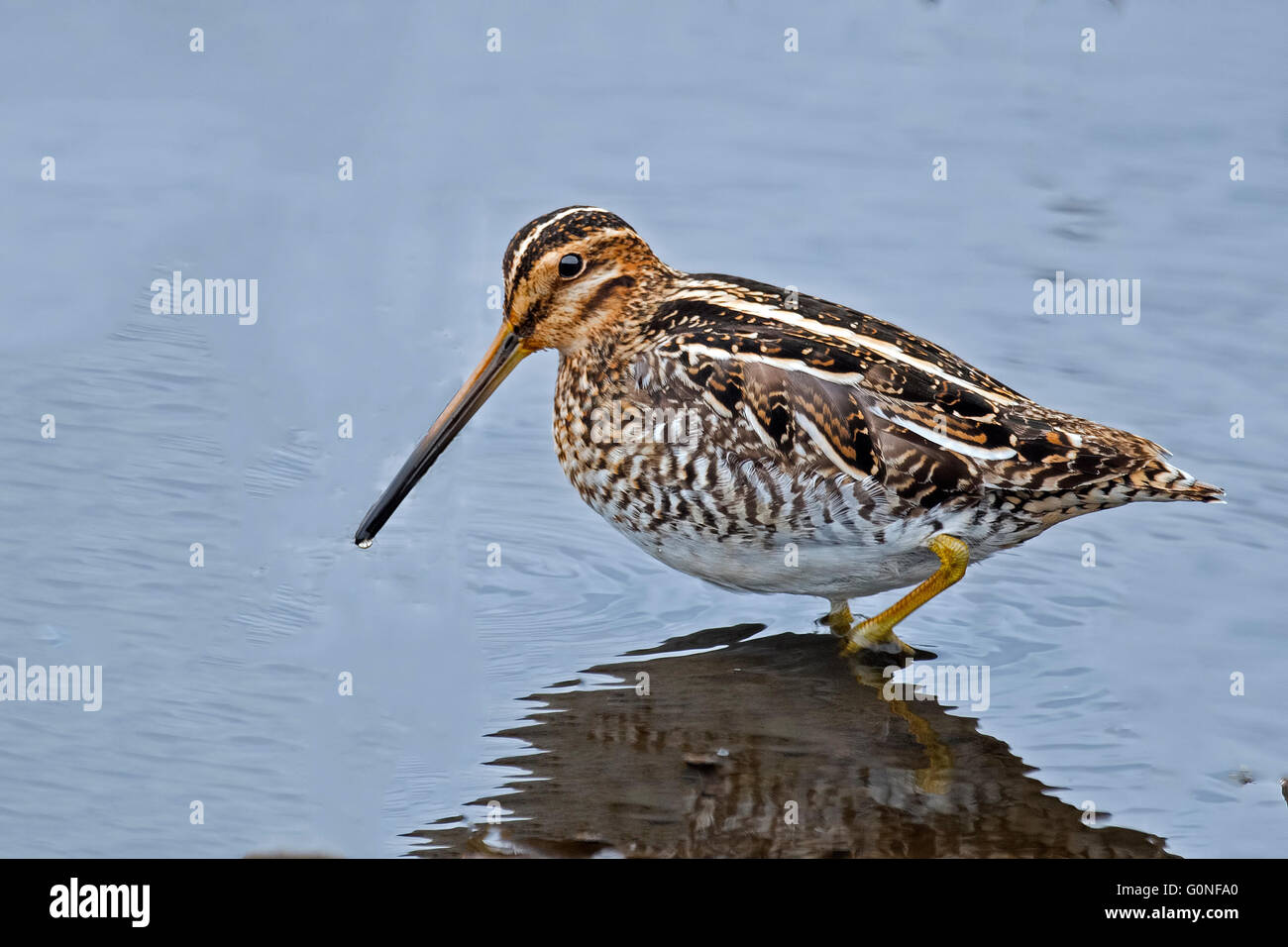 Wilsons snipe hi-res stock photography and images - Alamy