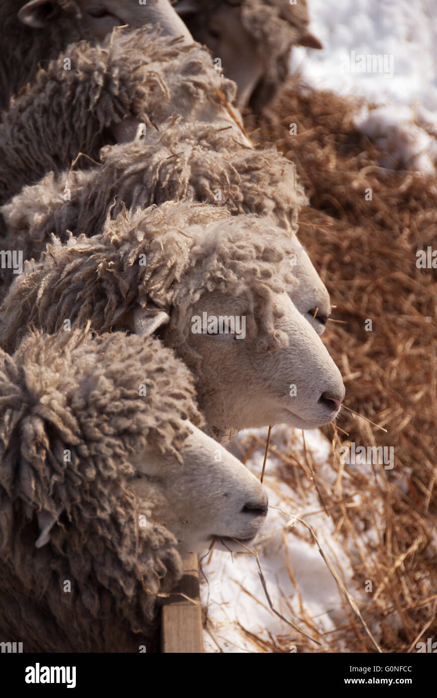 Appearance of the sheep lined up side by side Stock Photo - Alamy