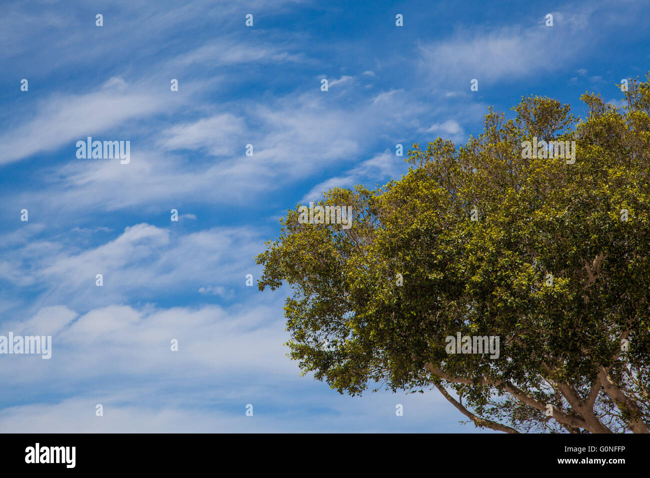 Huge tree on a spring blue cloudy sky Stock Photo - Alamy