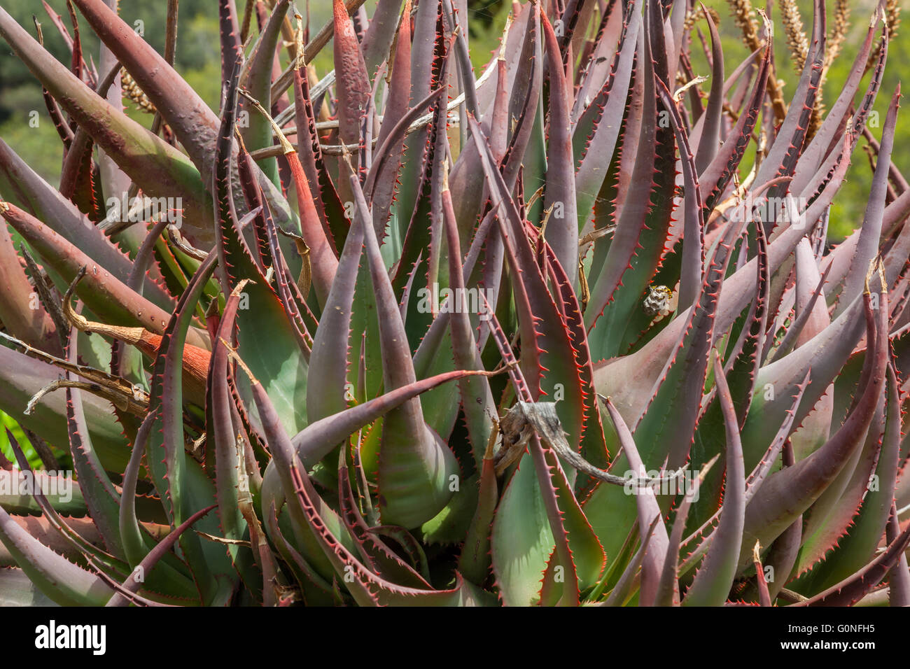 A green and red bush made of cactus quills Stock Photo - Alamy