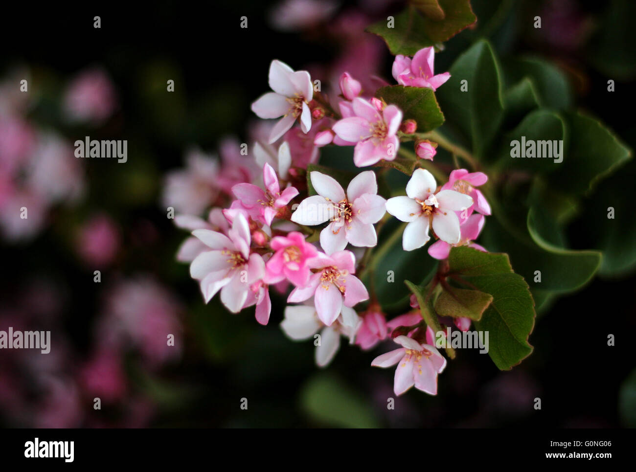 Indian hawthorne hi-res stock photography and images - Alamy
