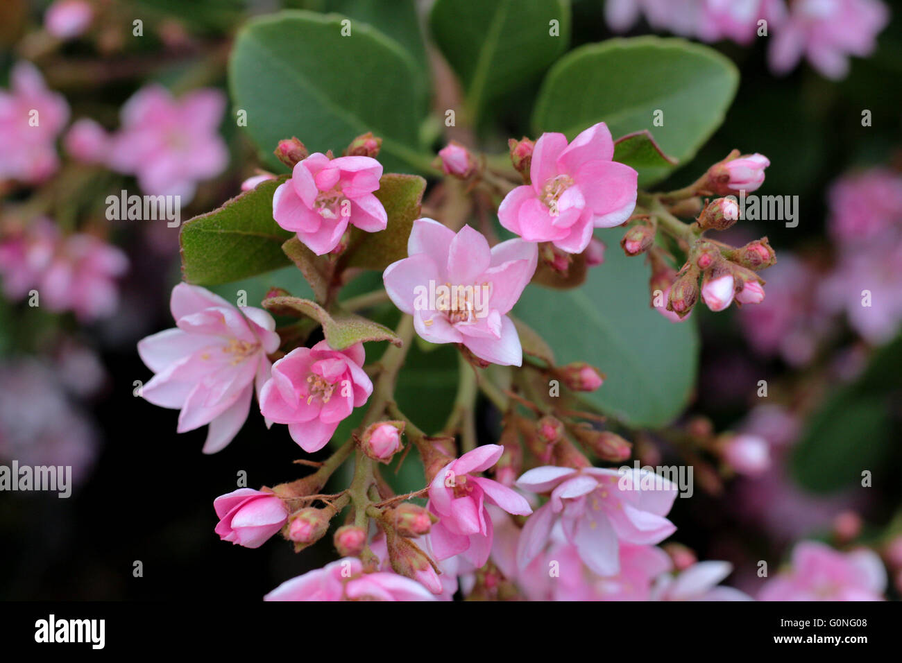 Indian hawthorne hi-res stock photography and images - Alamy