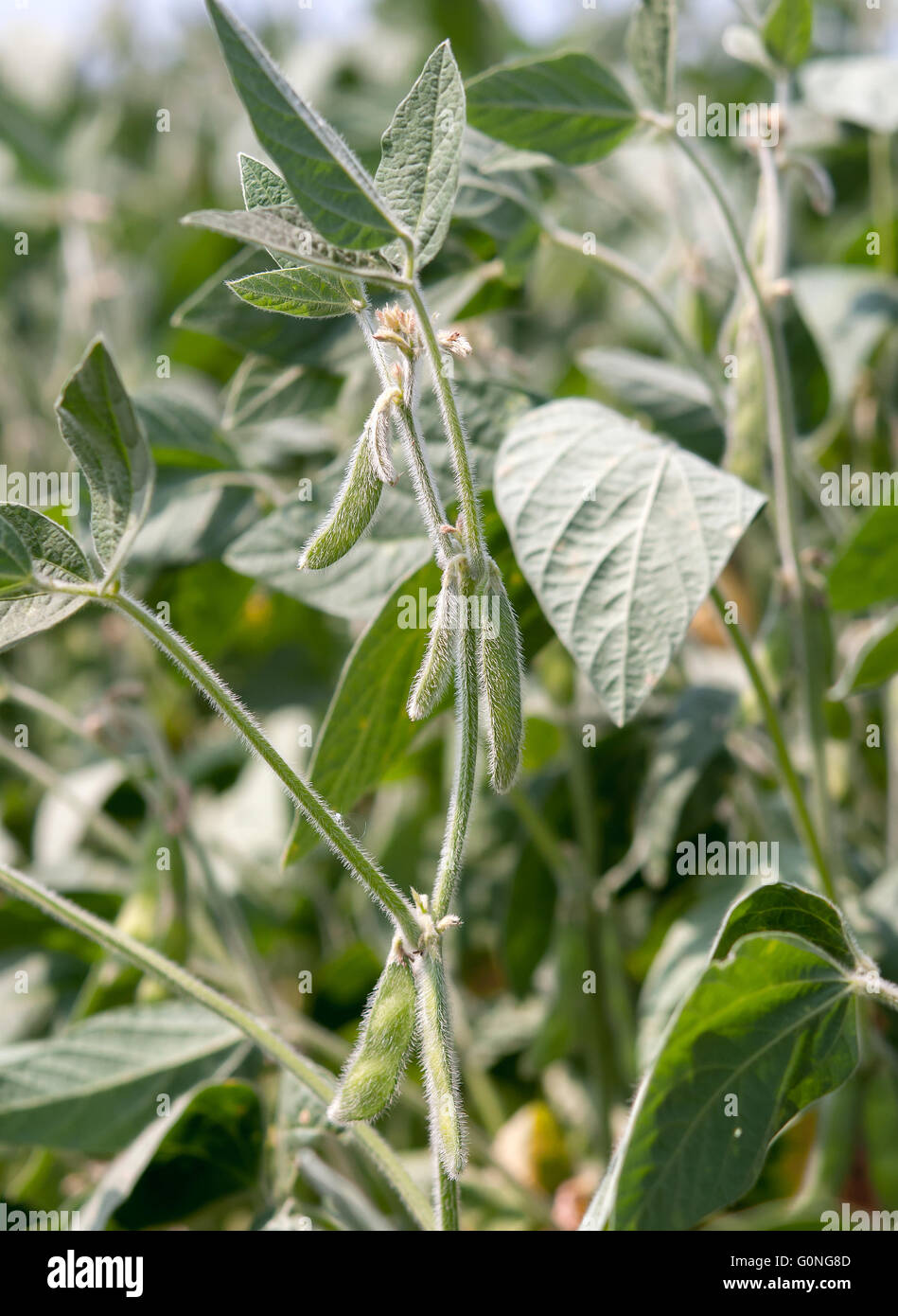 Soy bean plant hi-res stock photography and images - Alamy