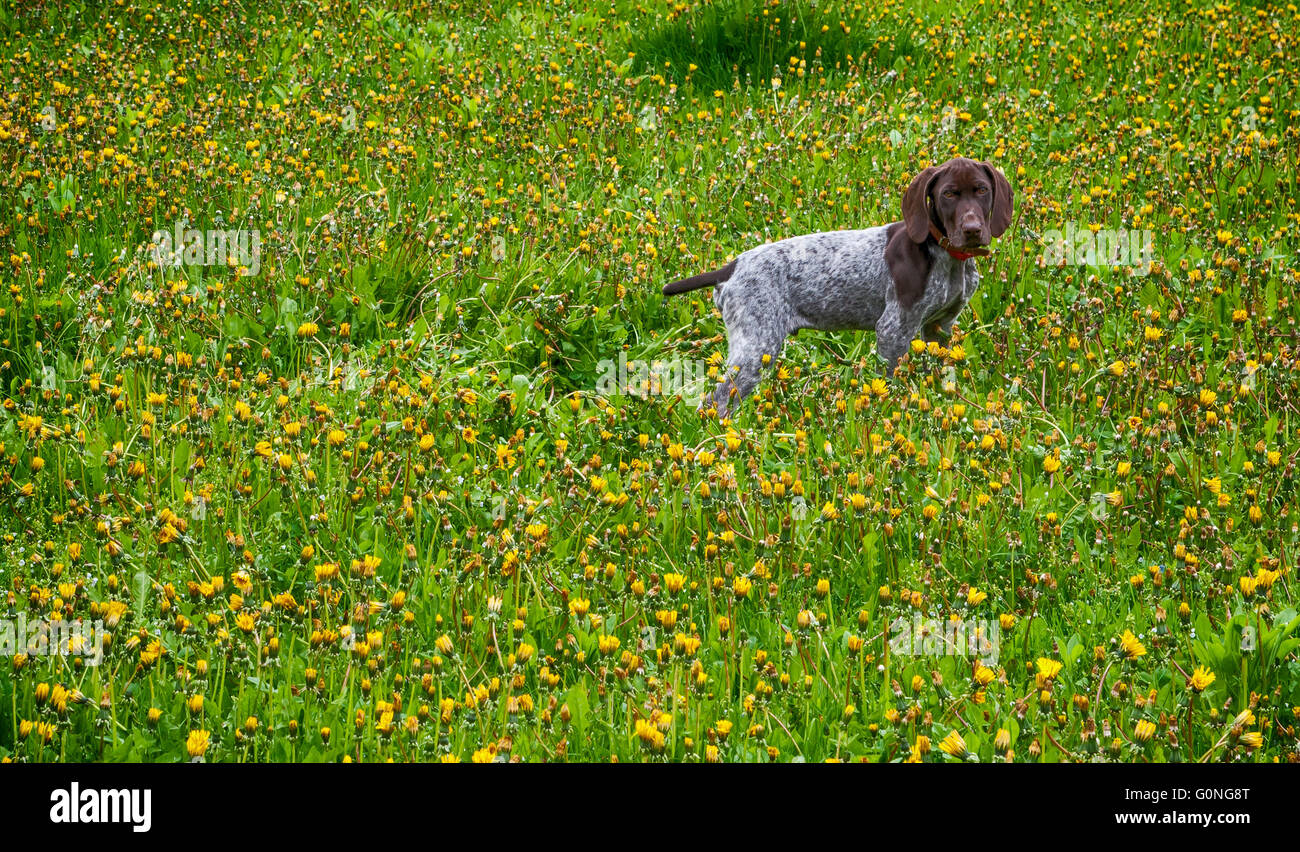 German shorthaired pointer exercise hi-res stock photography and images ...