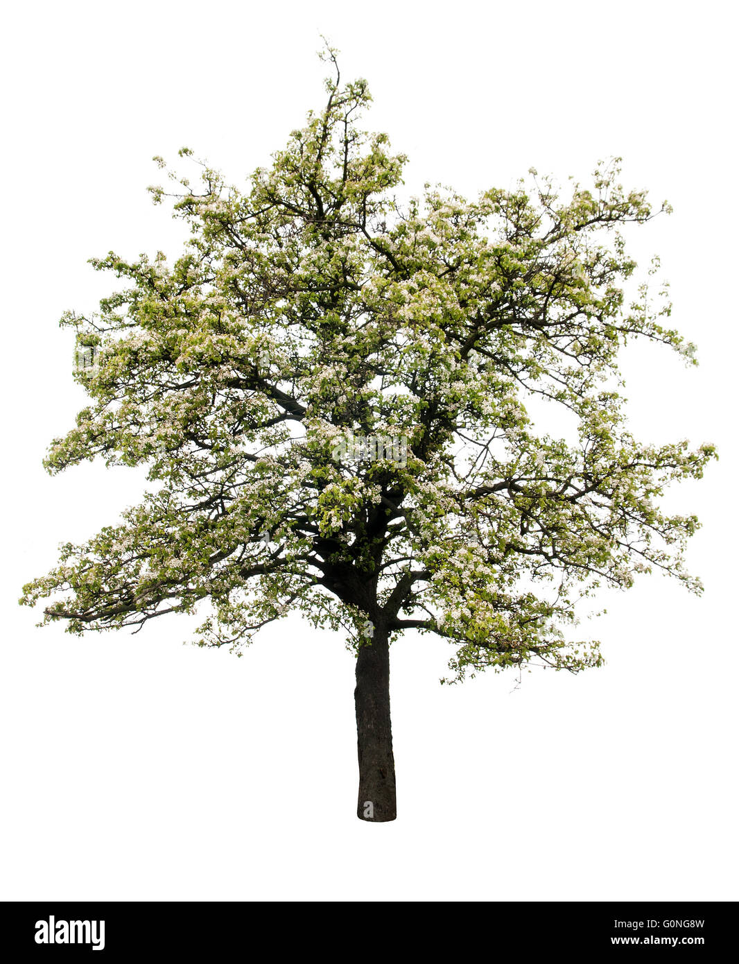 flowering pear tree isolated on white background Stock Photo - Alamy