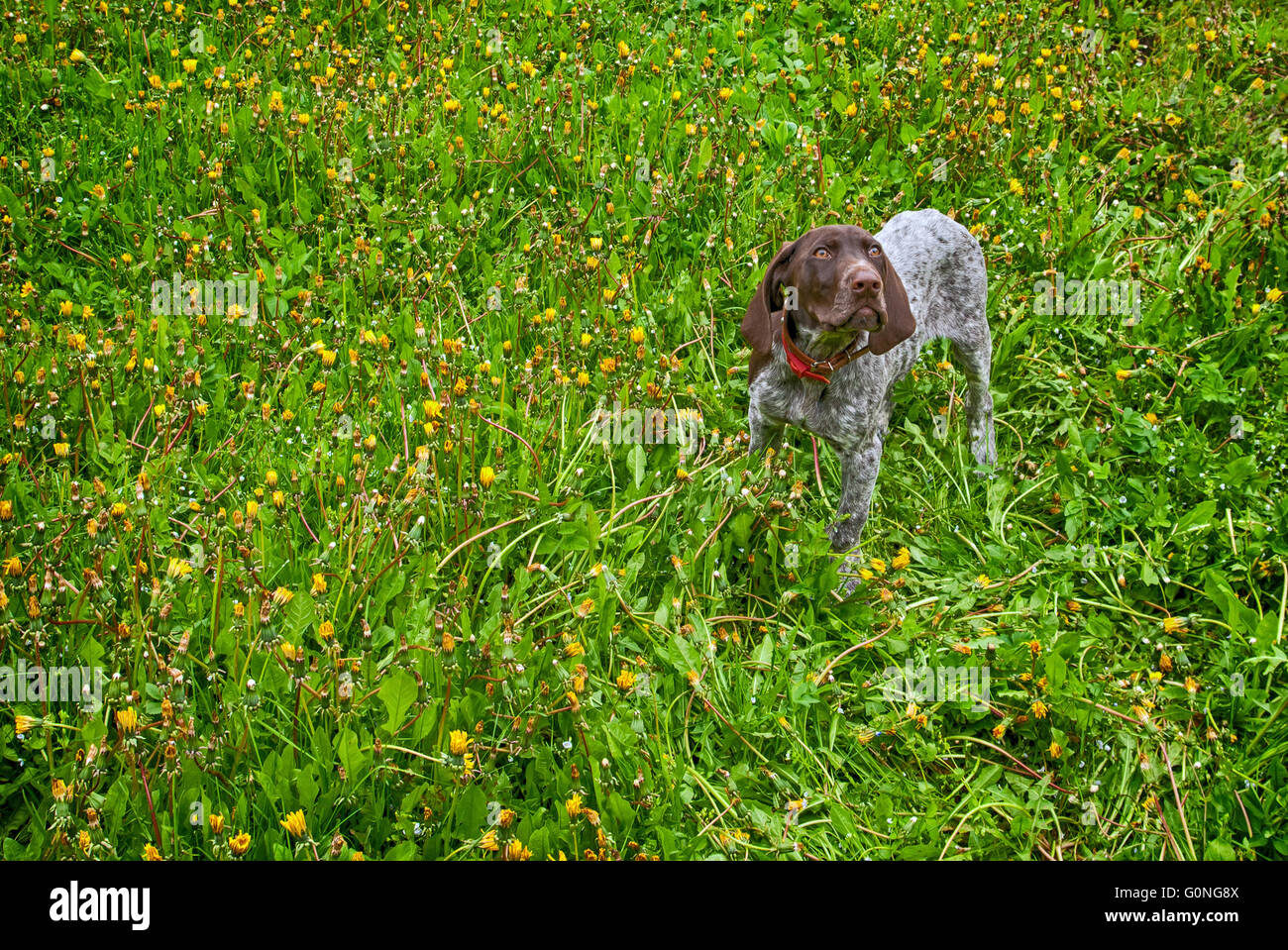 German shorthaired pointer exercise hi-res stock photography and images ...