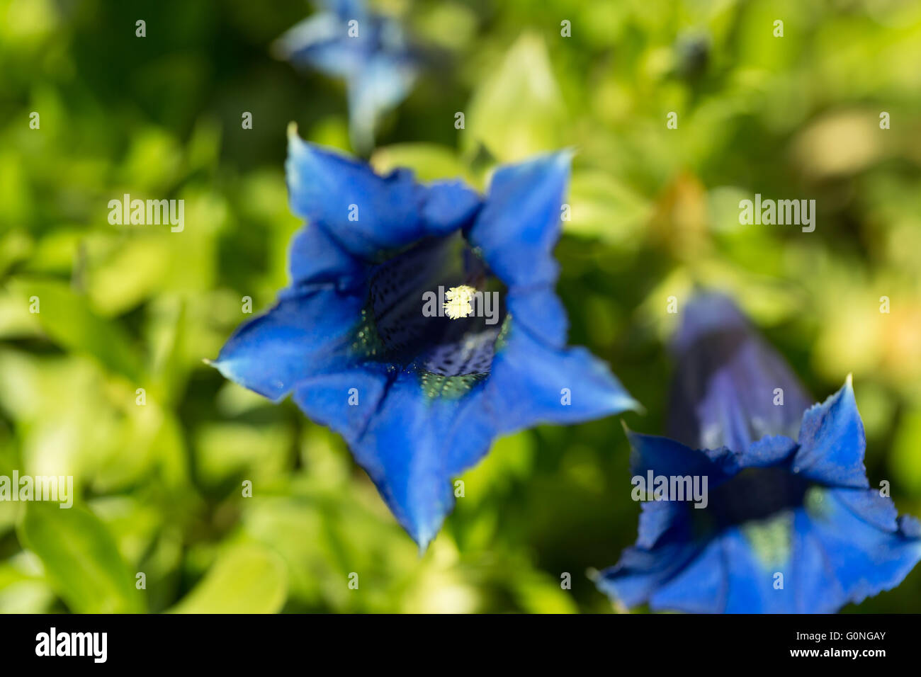 Trumpet gentiana blue spring flower in garden, with shallow focus ...