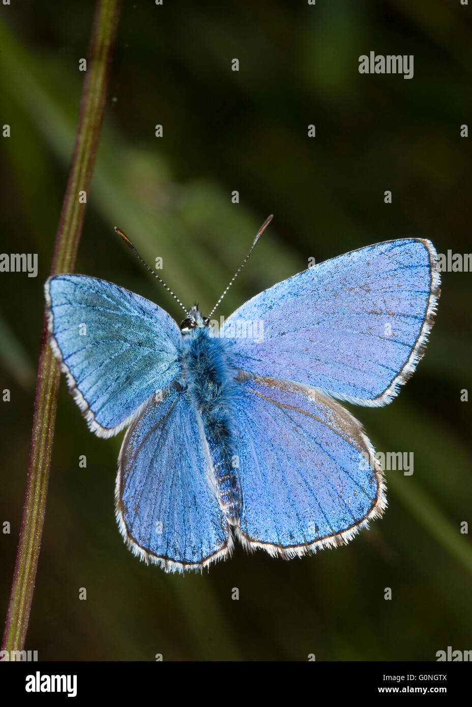 Butterfly Plebicula dorylas, named Turquoise blue Stock Photo - Alamy