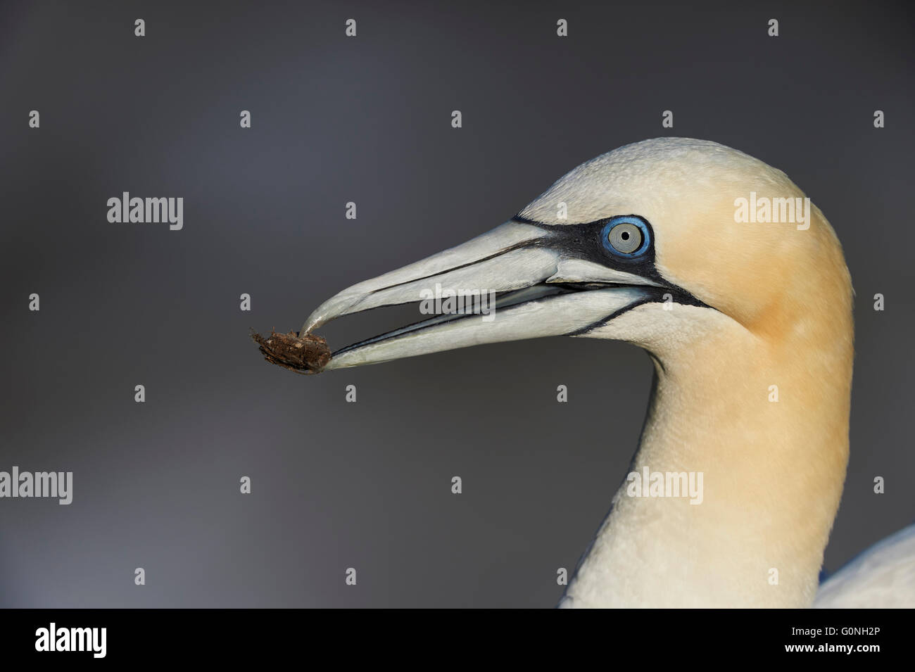 Gannet head and neck hi-res stock photography and images - Alamy