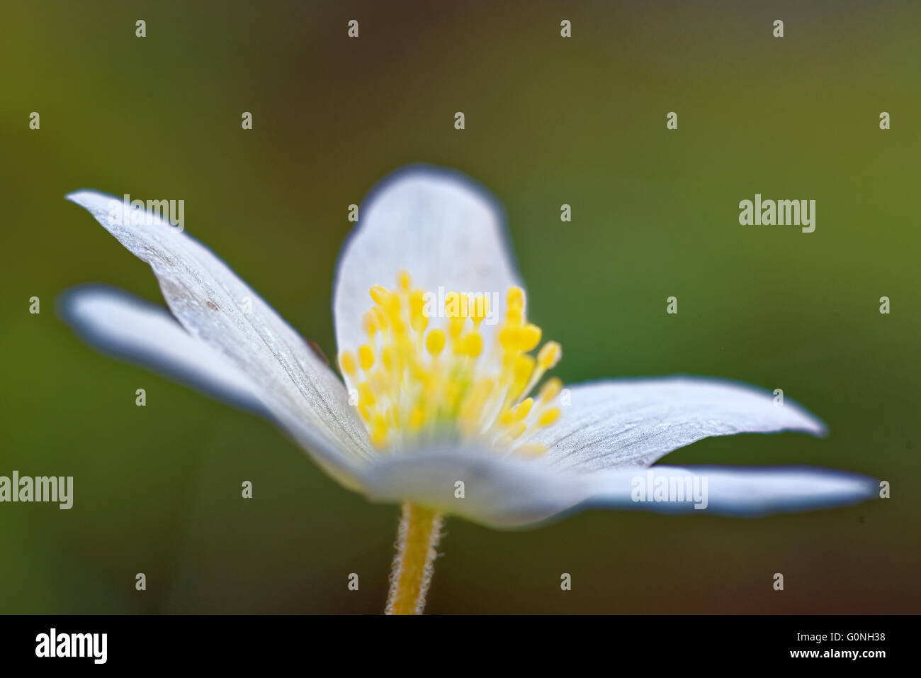 Anemone nemorosa is an early-spring flowering plant in the genus ...