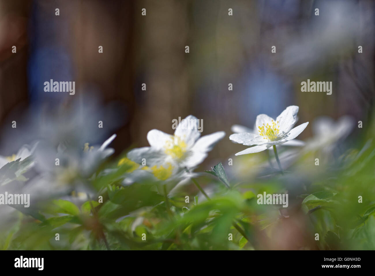 Anemone nemorosa is an early-spring flowering plant in the genus ...