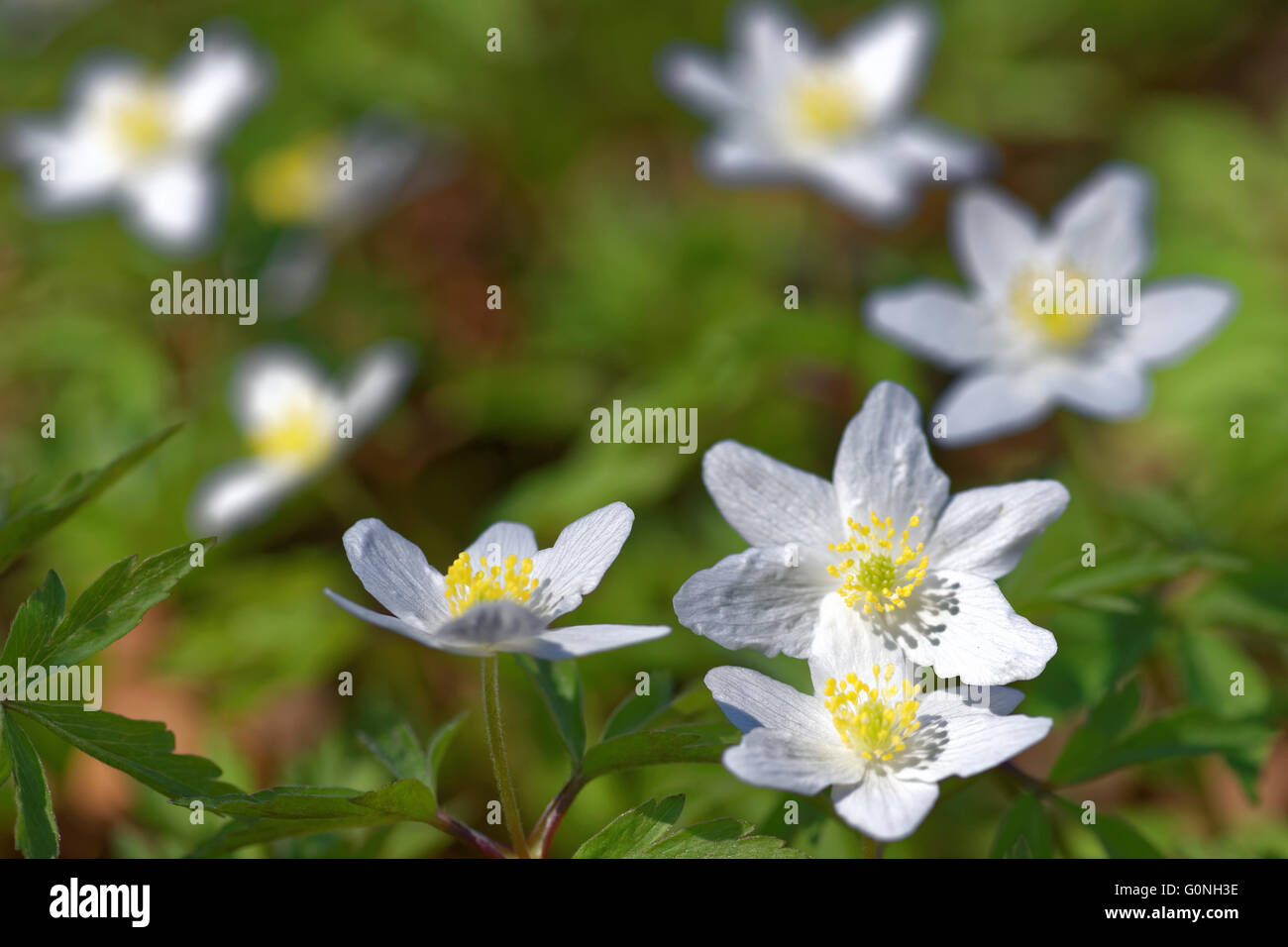 Anemone nemorosa is an early-spring flowering plant in the genus ...
