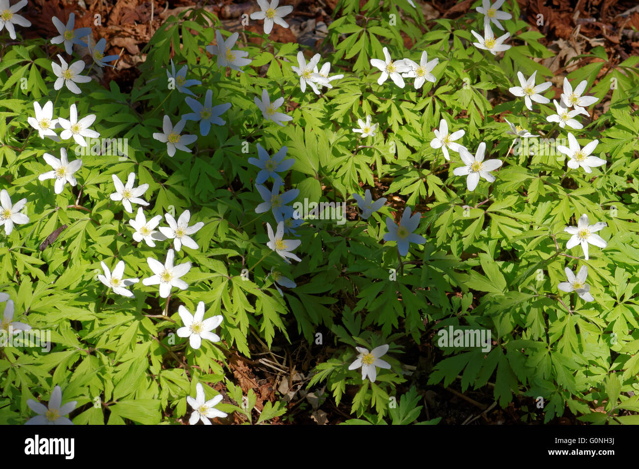 Anemone nemorosa is an early-spring flowering plant in the genus ...