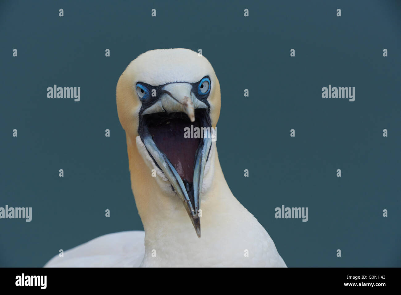 Northern Gannet Morus bassanus, head view of an adult bird with open ...