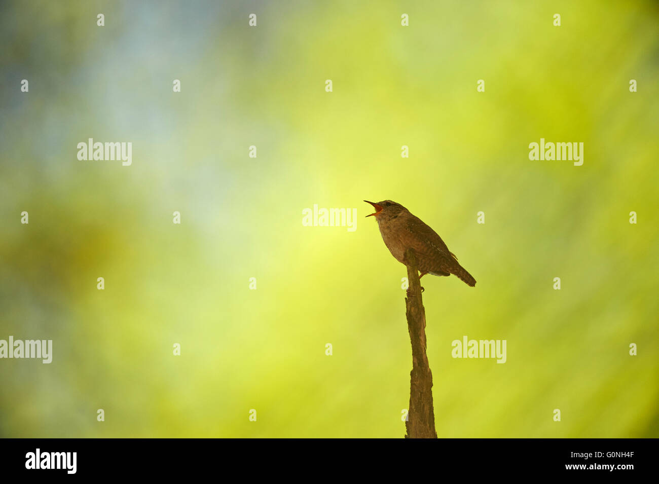 Singing insects hi-res stock photography and images - Alamy