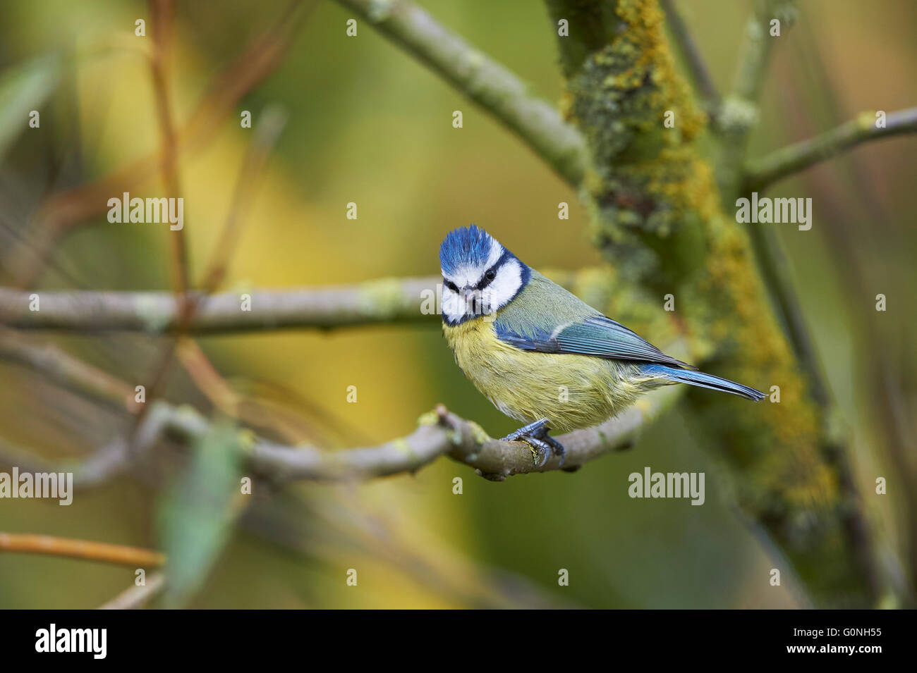 Blue Tit Parus caeruleus,adult bird perched on branch within ahedgerow ...