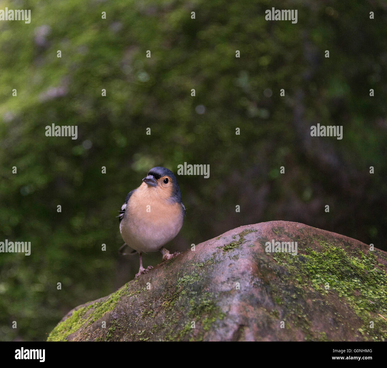 Fringilla madarensis bird of madeira looking at camera Stock Photo - Alamy