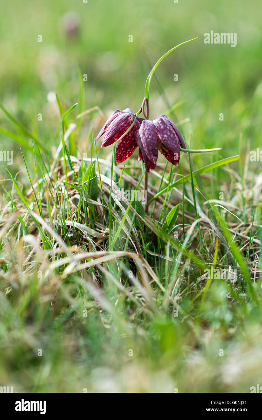 Incredible snakes head flower Stock Photo - Alamy