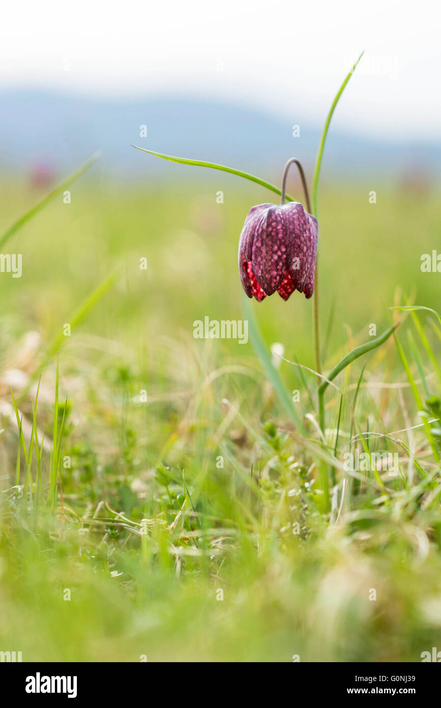 Incredible head flower hi-res stock photography and images - Alamy