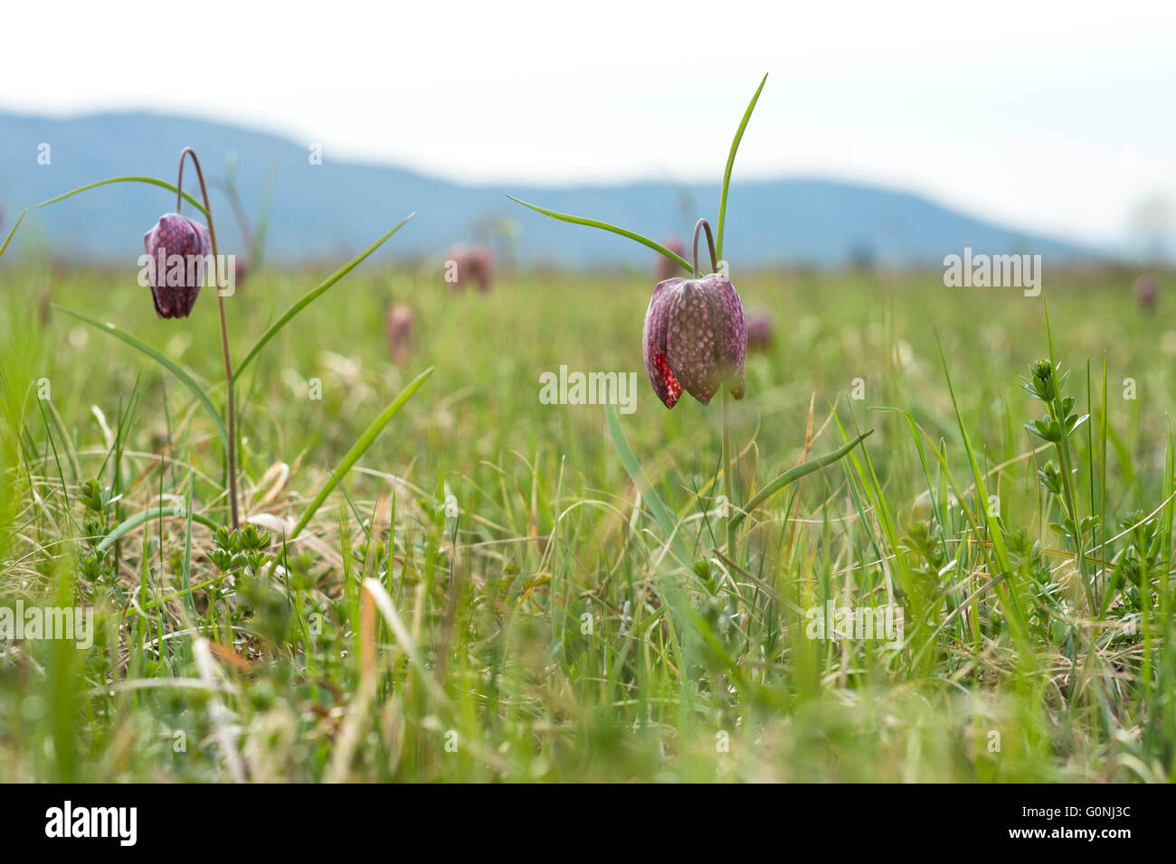 Incredible snakes head flower Stock Photo - Alamy