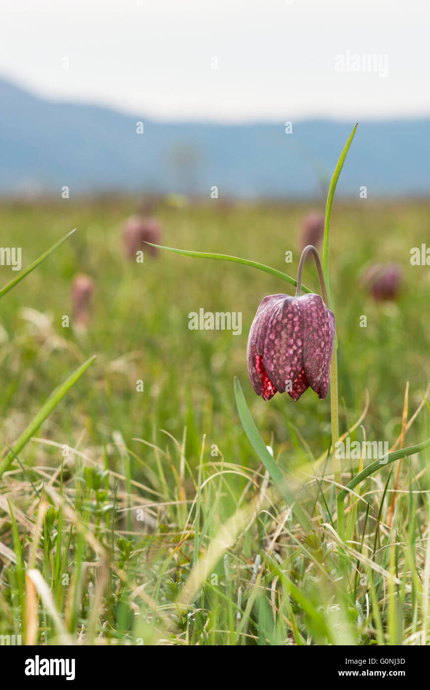 Incredible snakes head flower Stock Photo - Alamy