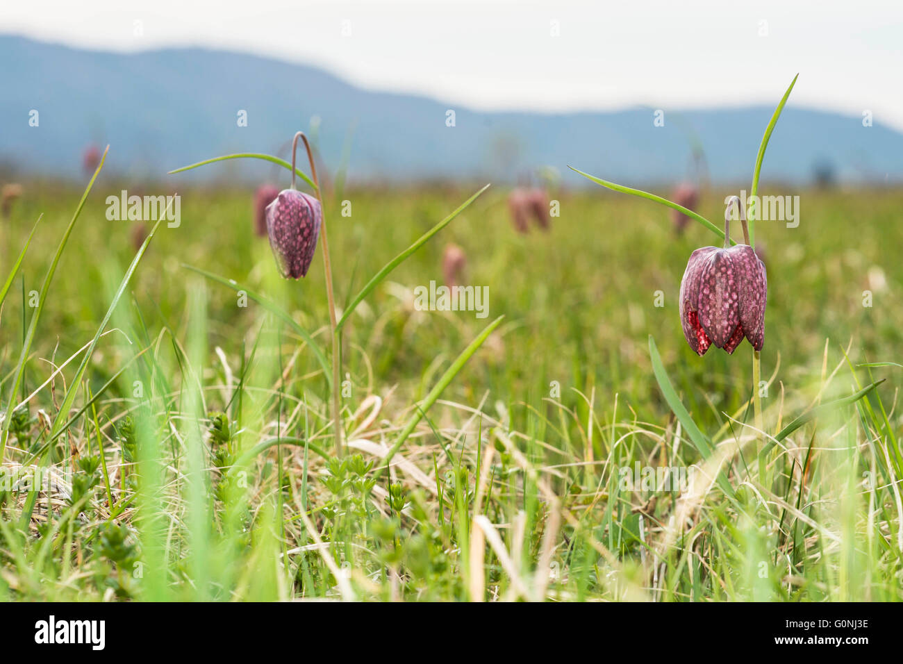Incredible snakes head flower Stock Photo - Alamy