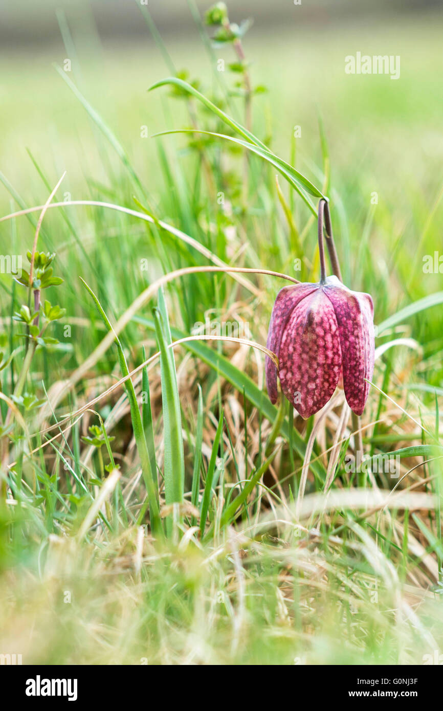 Incredible snakes head flower Stock Photo - Alamy