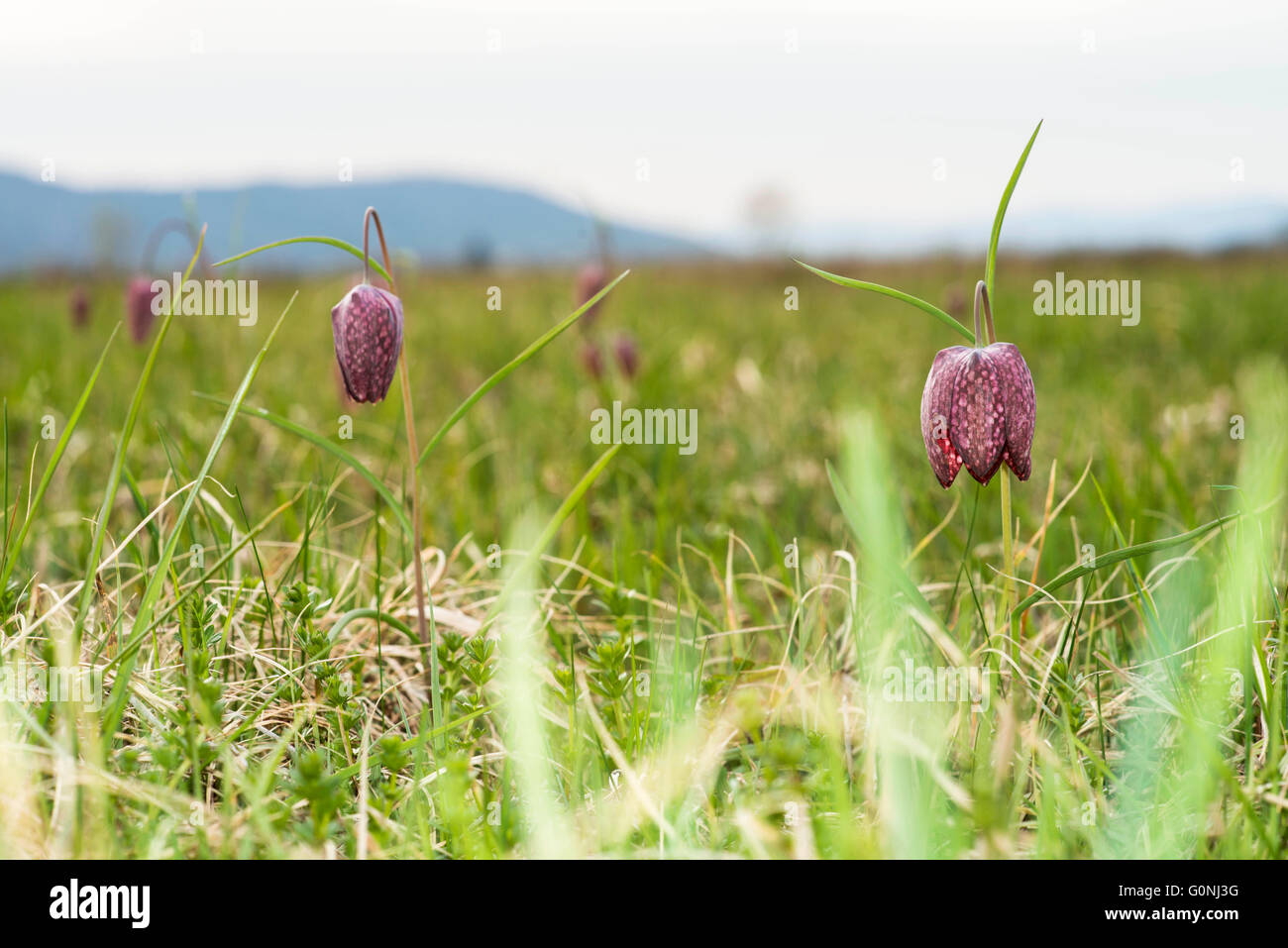 Incredible snakes head flower Stock Photo - Alamy