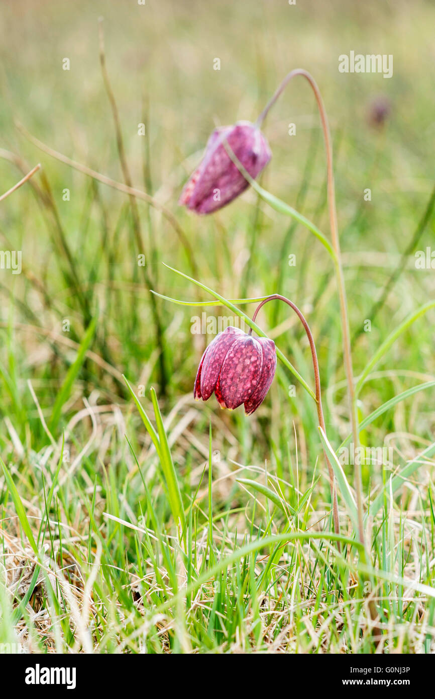 Incredible snakes head flower Stock Photo - Alamy