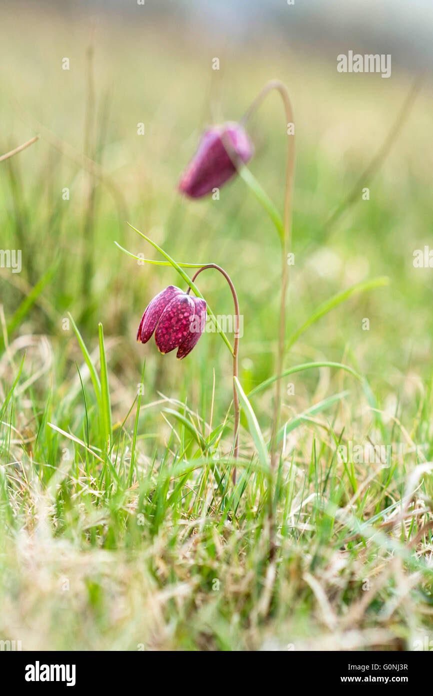 Incredible snakes head flower Stock Photo - Alamy