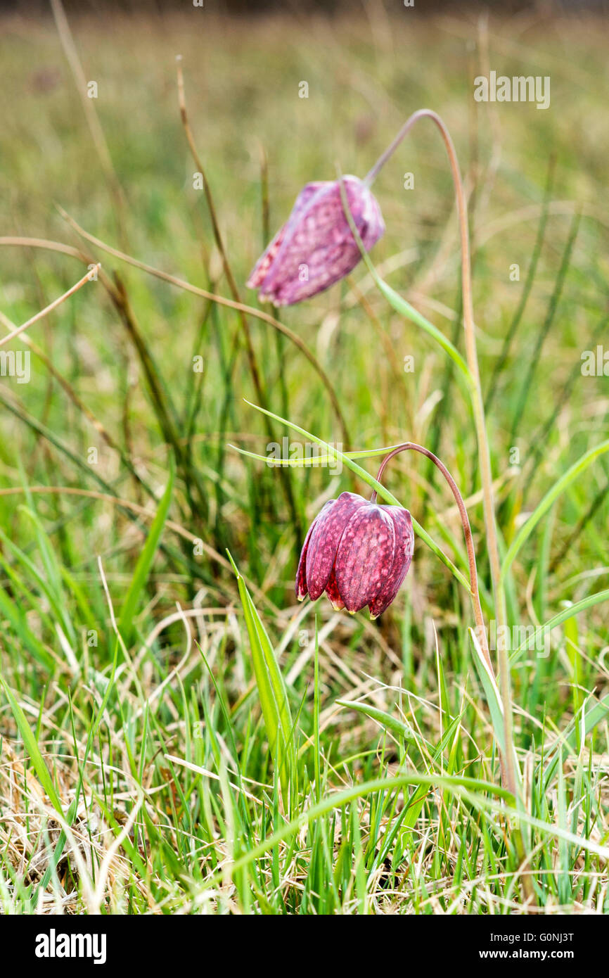 Incredible snakes head flower Stock Photo - Alamy