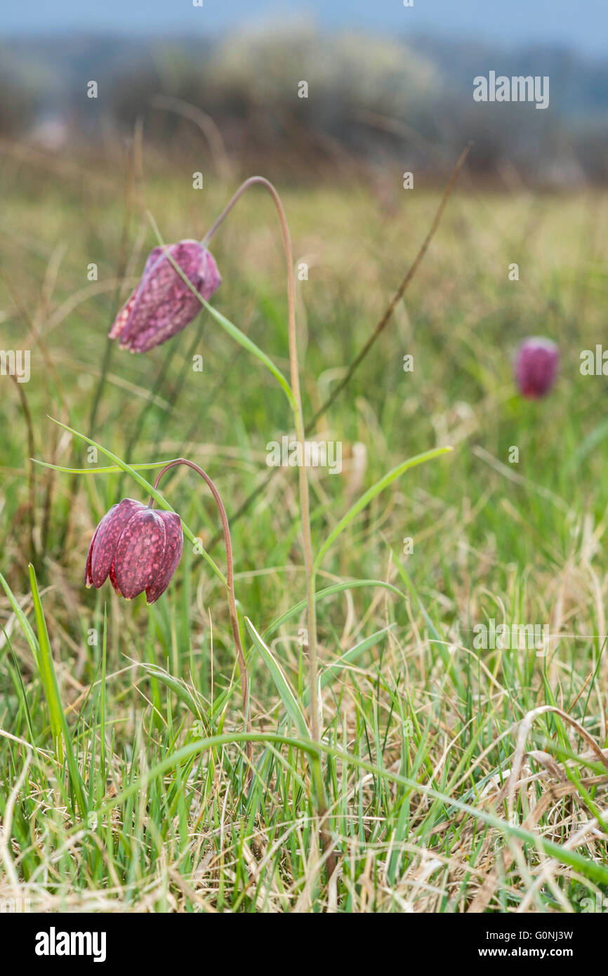 Incredible snakes head flower Stock Photo - Alamy