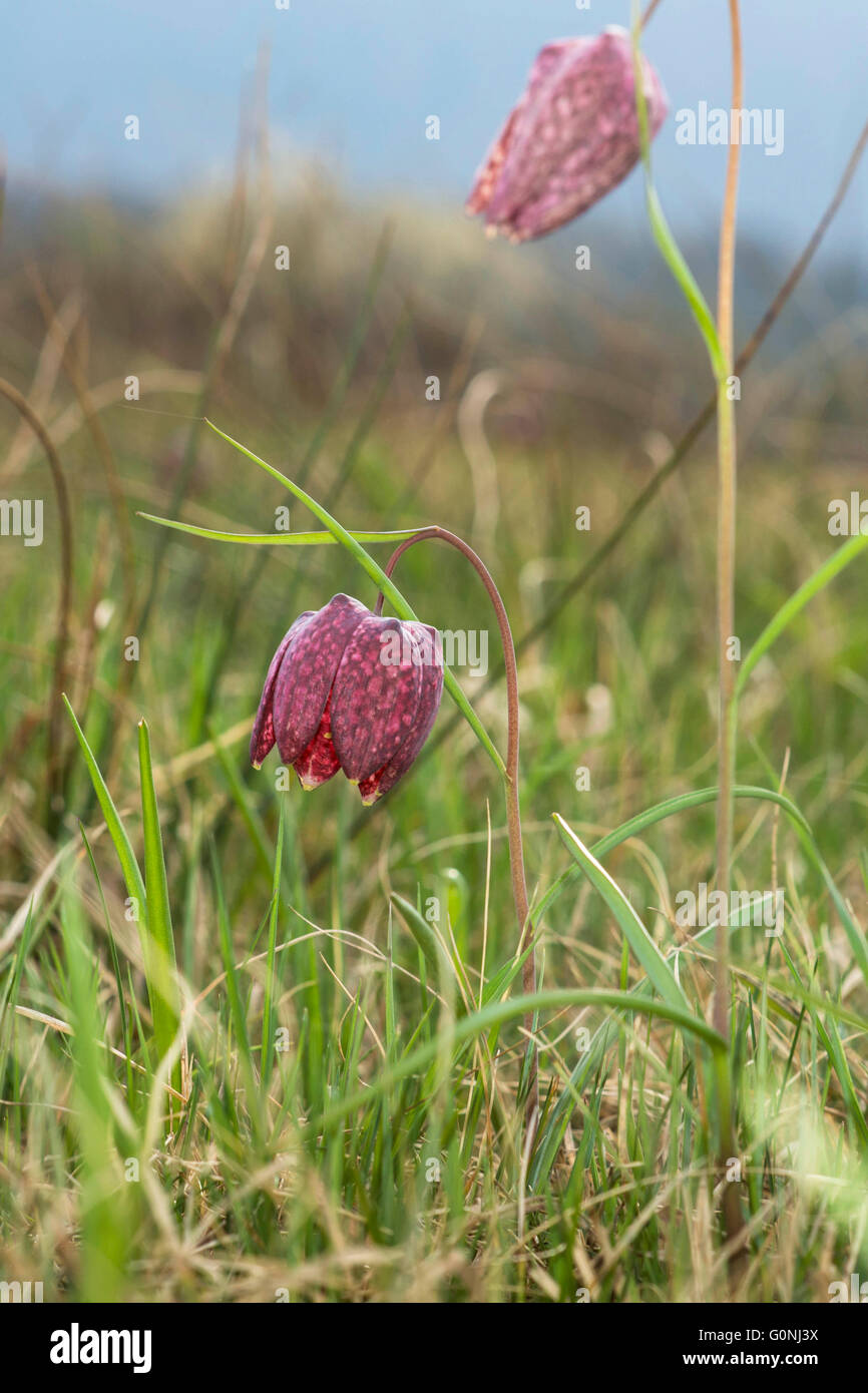 Incredible snakes head flower Stock Photo - Alamy