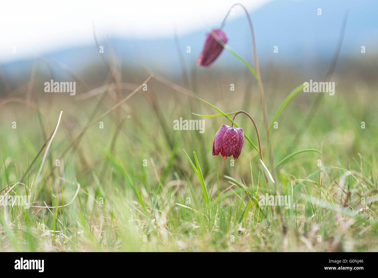 Incredible snakes head flower Stock Photo - Alamy