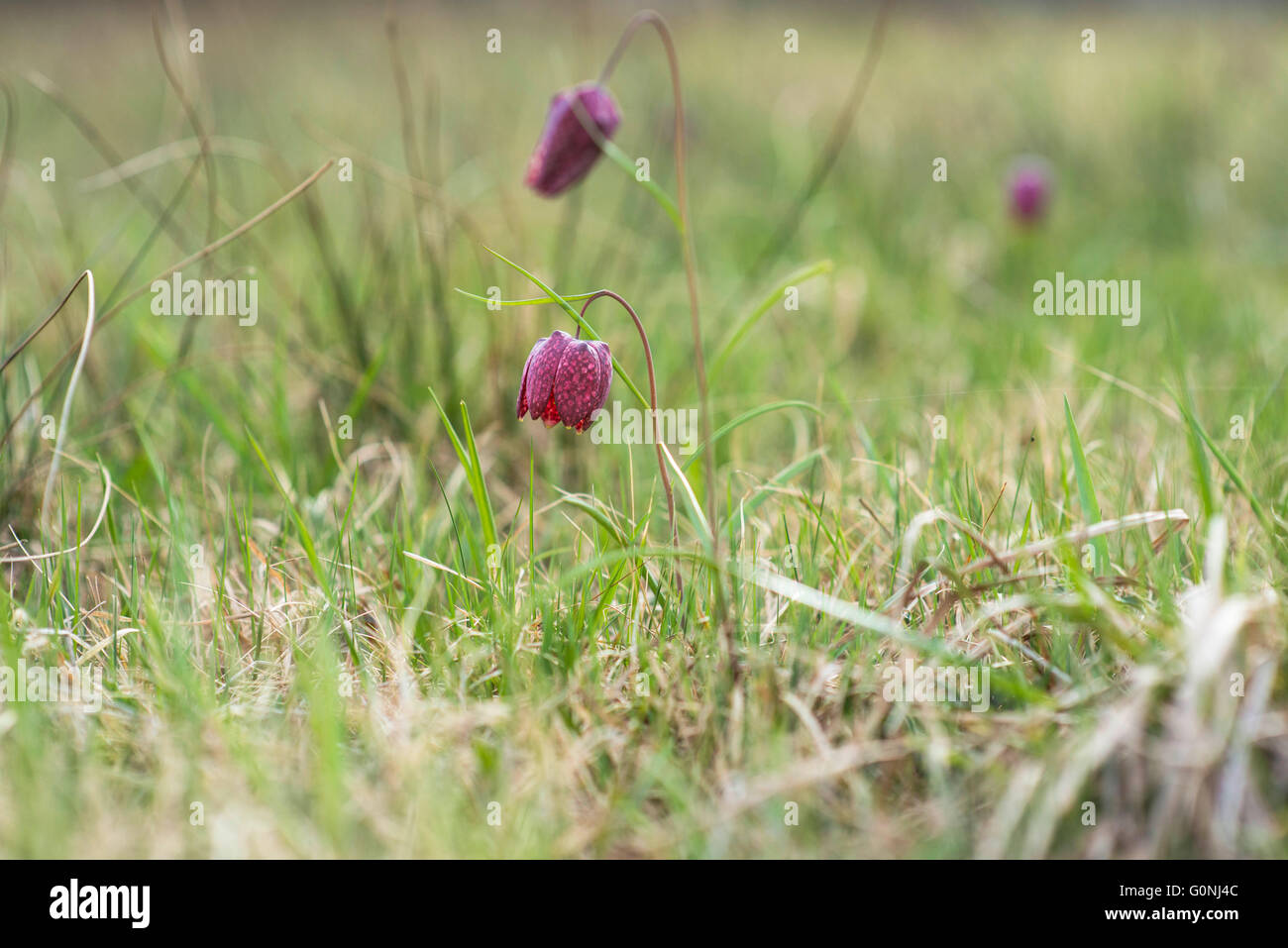 Incredible snakes head flower Stock Photo - Alamy