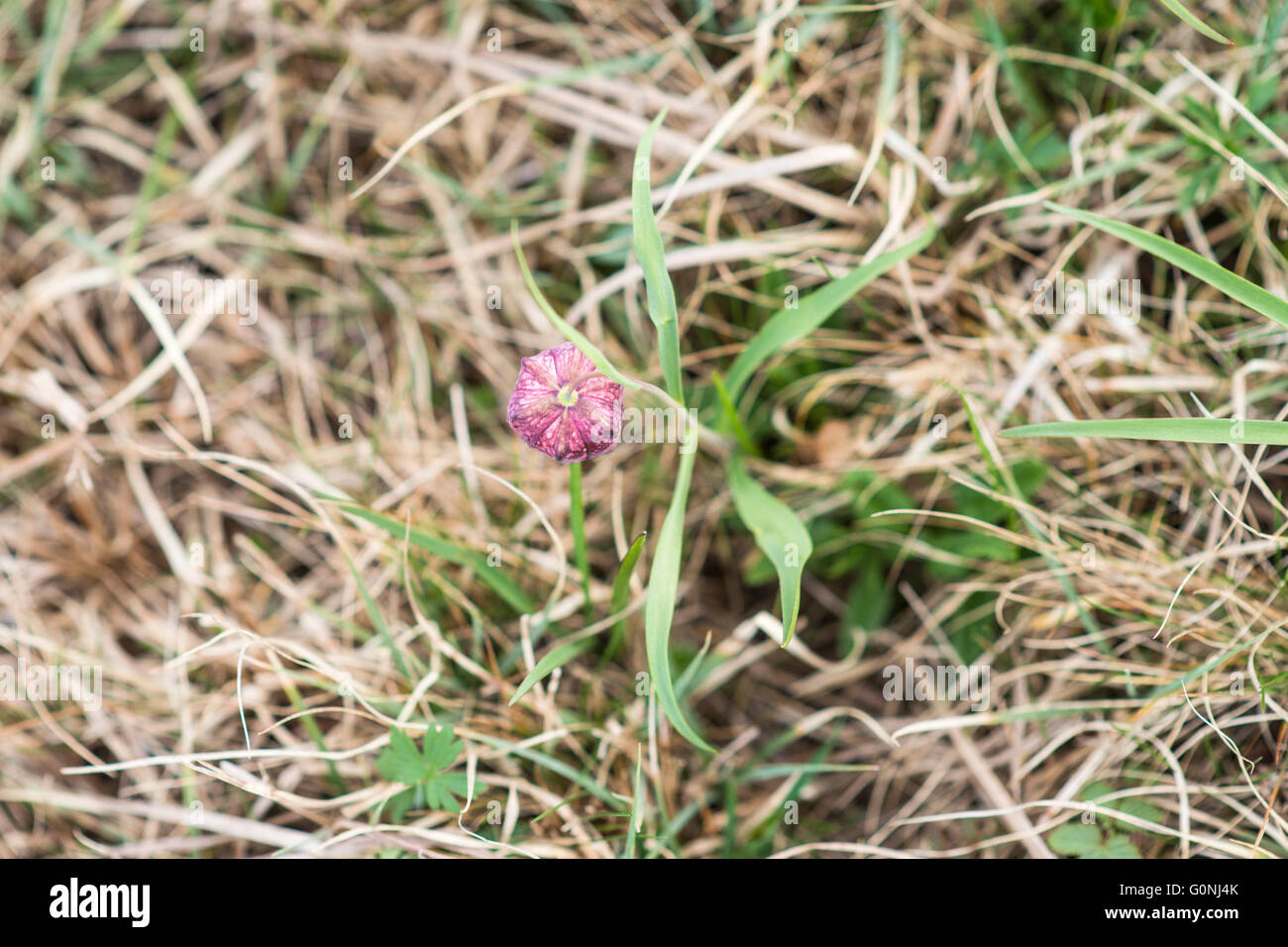 Incredible snakes head flower Stock Photo - Alamy
