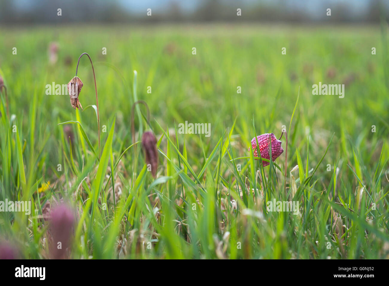 Incredible snakes head flower Stock Photo - Alamy