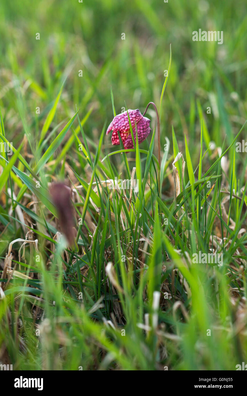 Incredible snakes head flower Stock Photo - Alamy