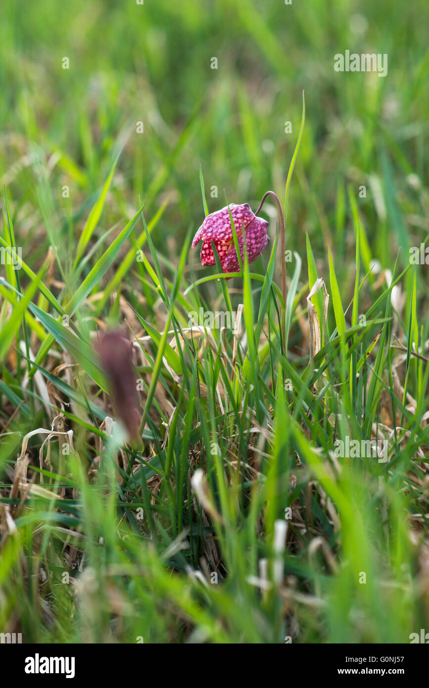 Incredible snakes head flower Stock Photo - Alamy